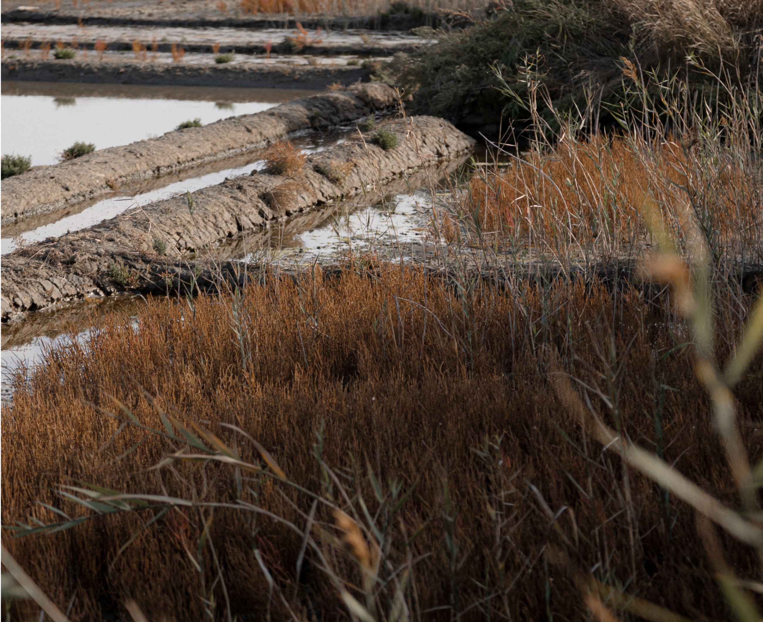 Guérande salt marshes - A wild heritage to discover about salt