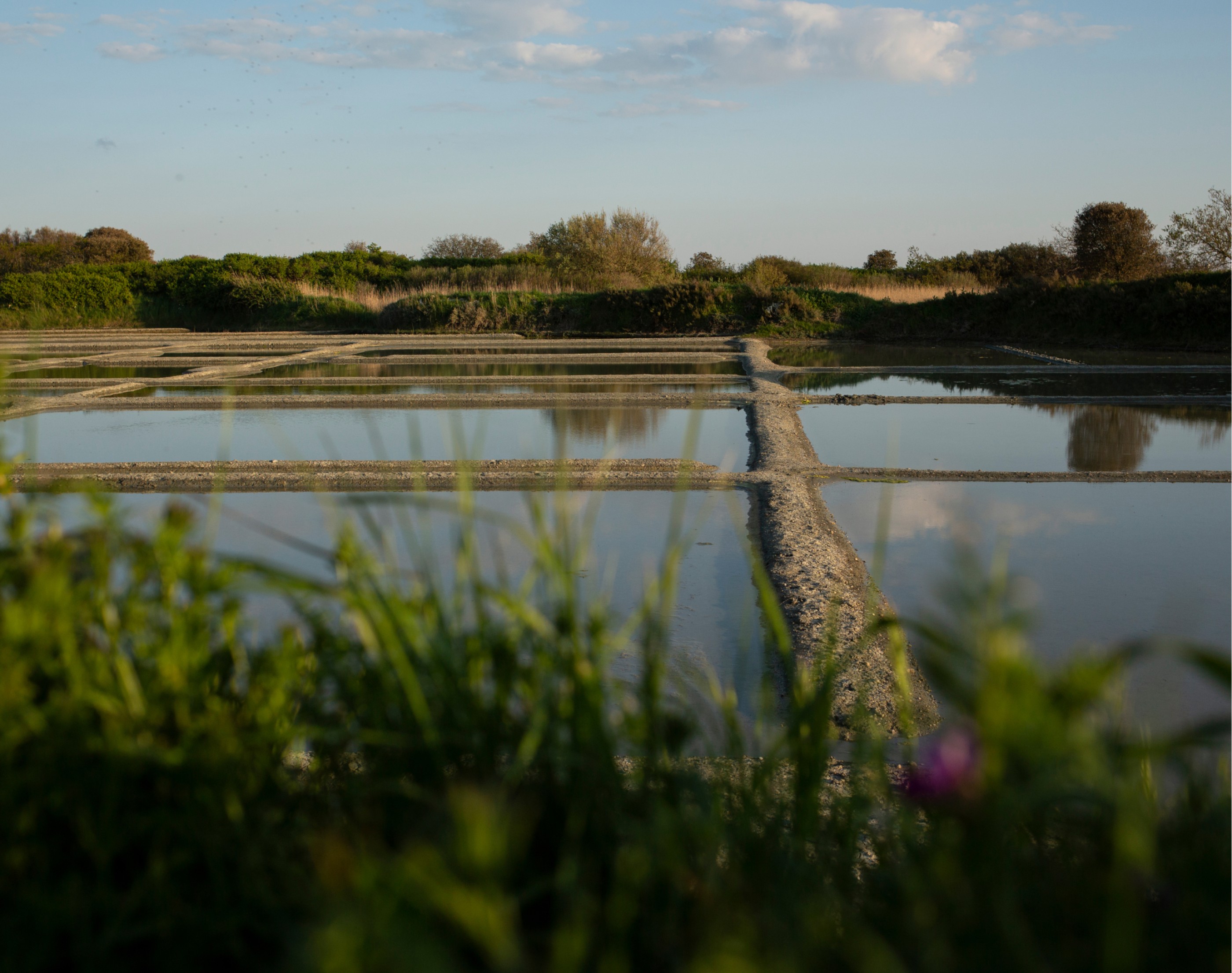 Guérande salt marshes - A wild heritage to discover about salt