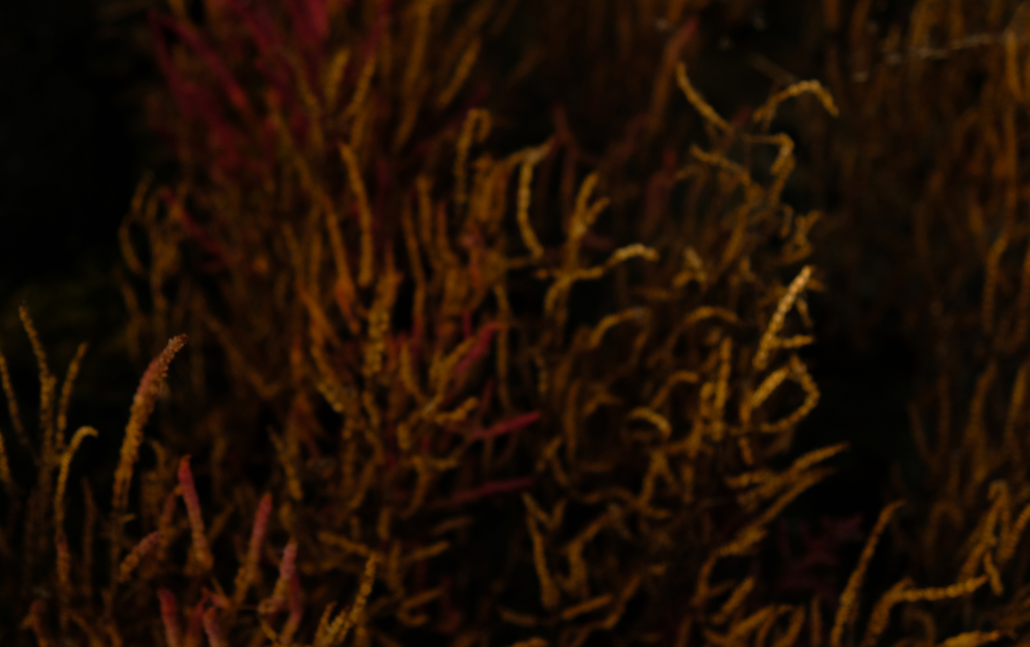 Natural Coarse Guerande Sea Salt